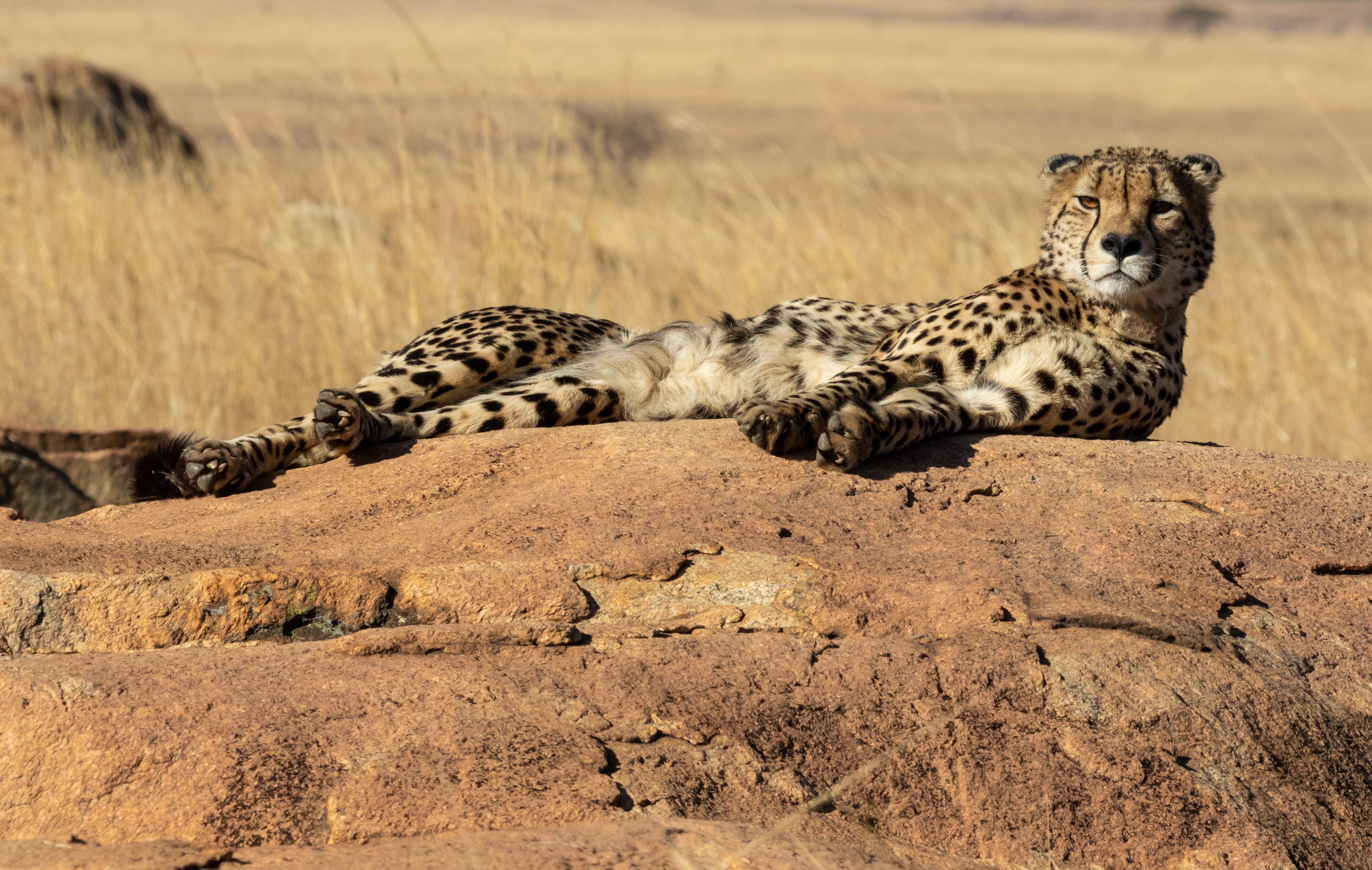 Working in Cheetah Mode ~ Constellations